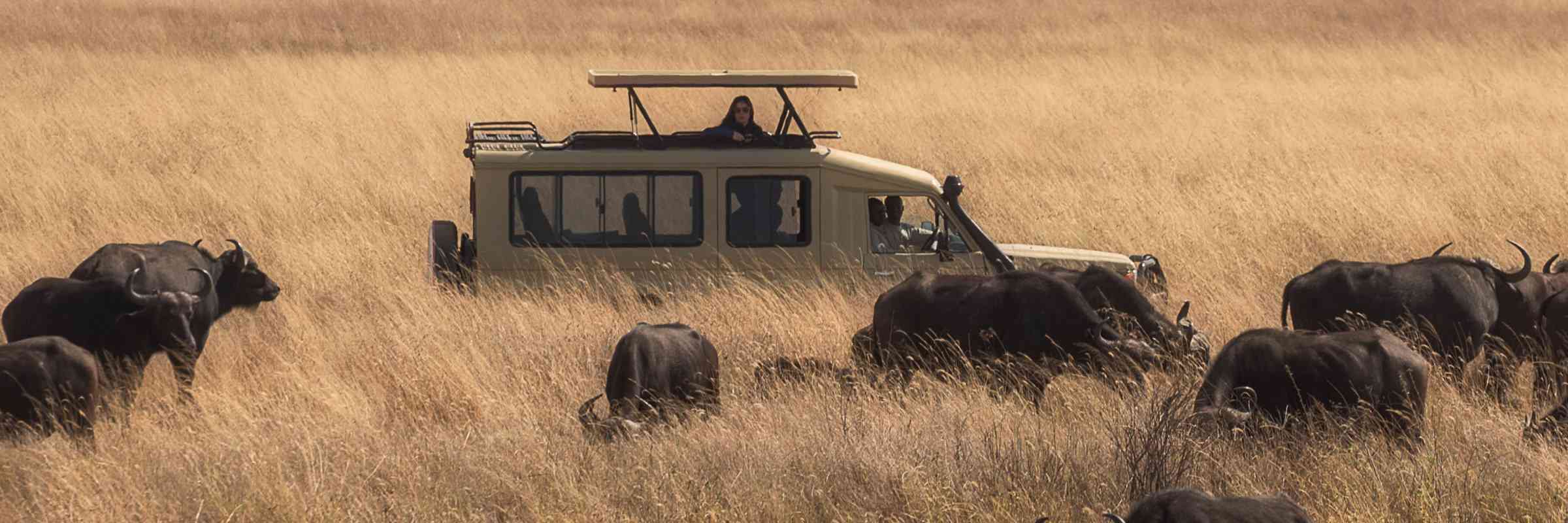 10 Insights on What to Expect on Safari – SafariBookings