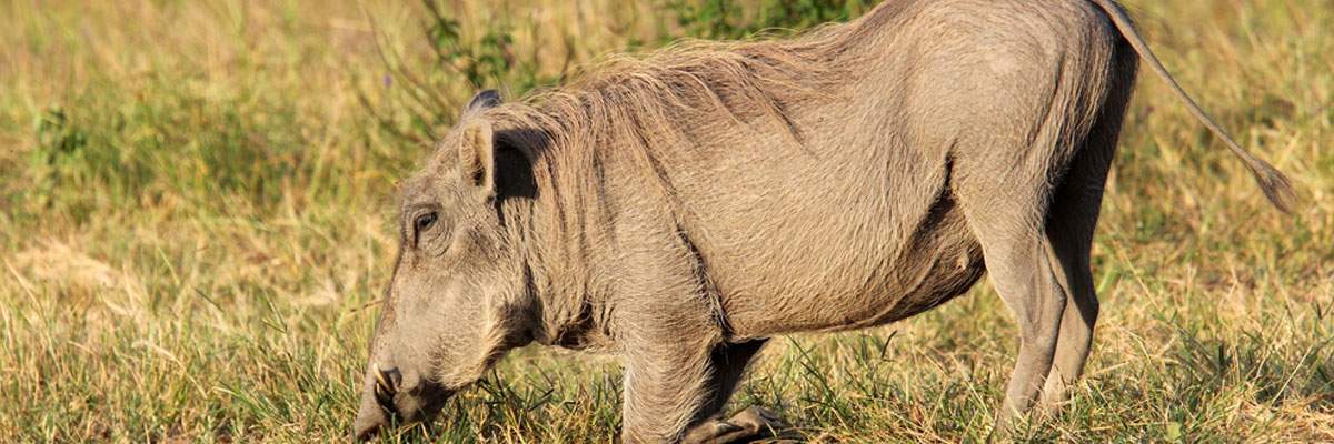 5 Fascinating Facts About the Incredible Warthog – SafariBookings