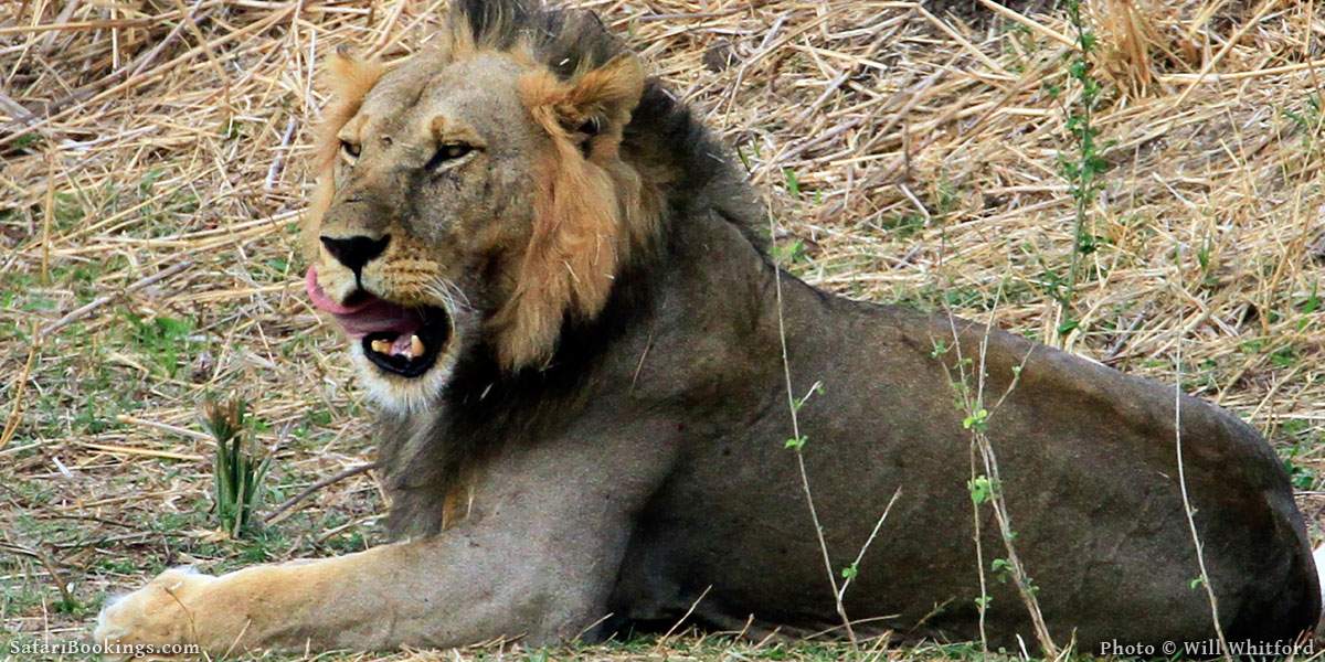 How the Ruaha Carnivore Project Is Saving Tanzania’s Lions