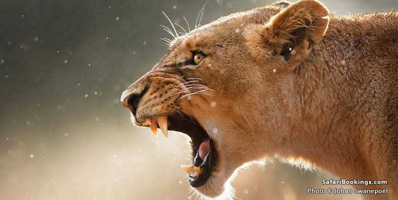 Top 10 Activities While on Safari – SafariBookings