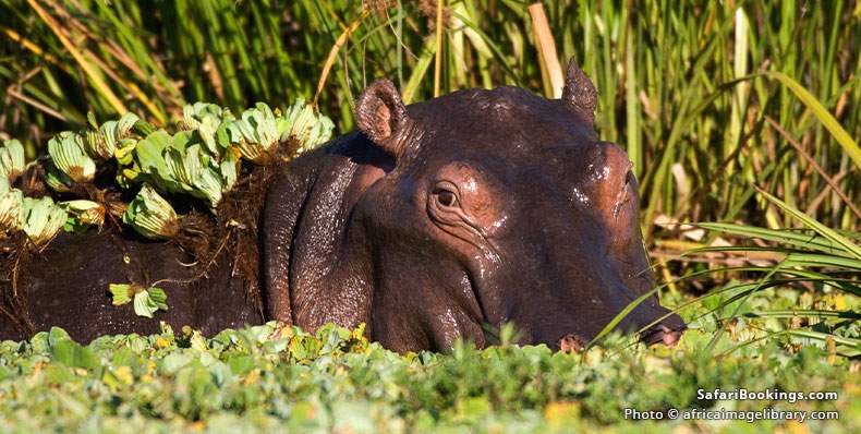 Where to See Hippos in Africa – the 12 Best Places To Go – SafariBookings