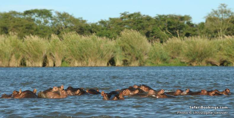 Where to See Hippos in Africa – the 12 Best Places To Go – SafariBookings