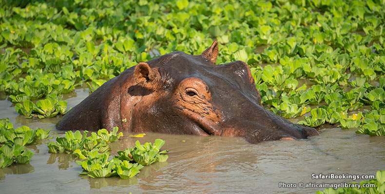Where to See Hippos in Africa – the 12 Best Places To Go – SafariBookings