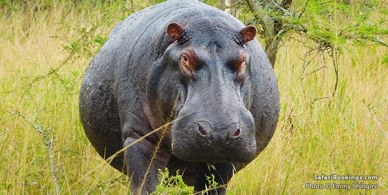 Where to See Hippos in Africa – the 12 Best Places To Go – SafariBookings