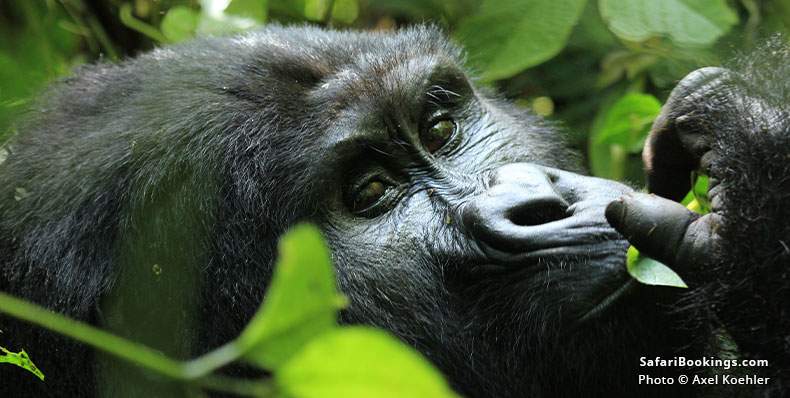 Top 10 Best Tourist Attractions and Places To Visit in Uganda ...