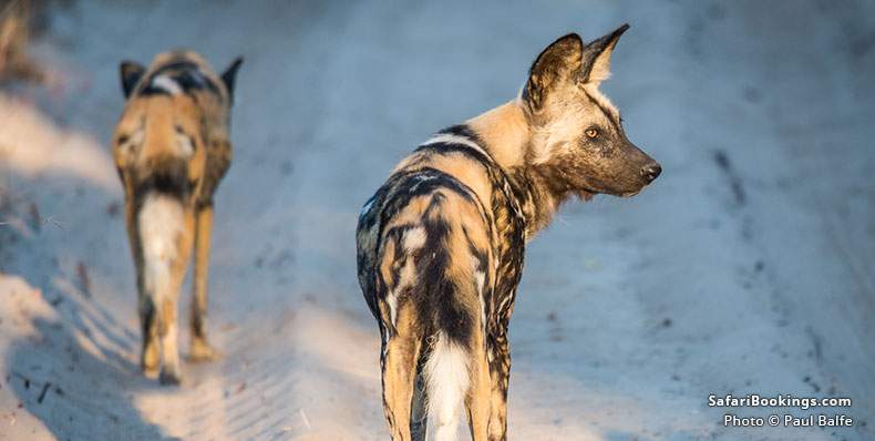 10 Best Places to See Wild Dog on Safari – SafariBookings