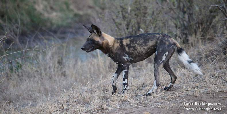 10 Best Places to See Wild Dog on Safari – SafariBookings