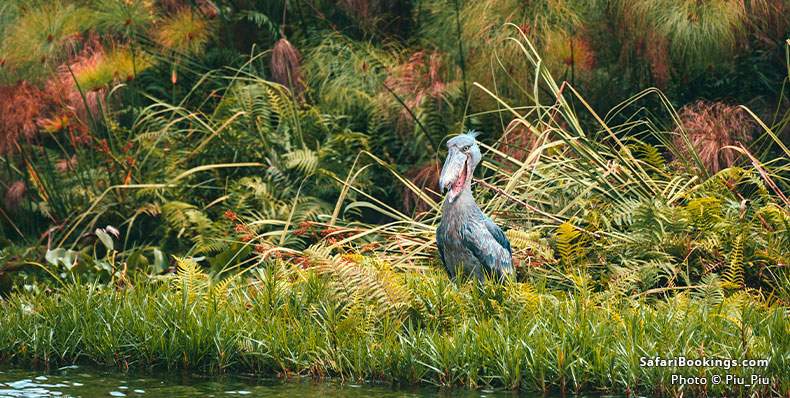 Top 10 Best Tourist Attractions and Places To Visit in Uganda ...