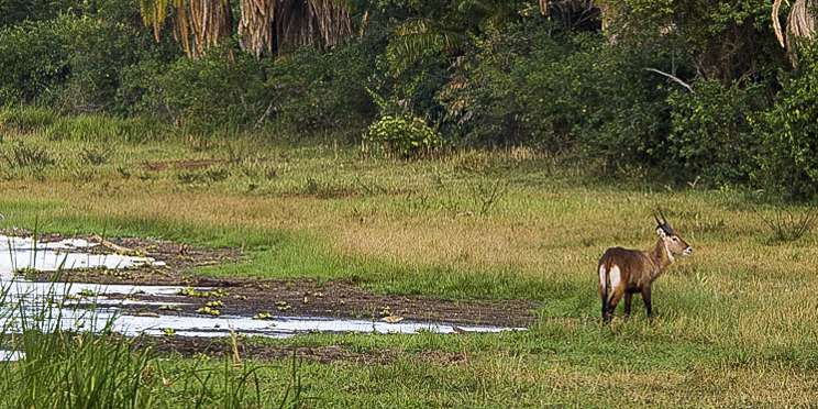 Akagera National Park – Travel Guide, Map & More!