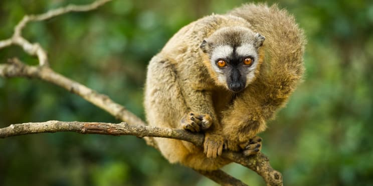 Andasibe-Mantadia National Park – Travel Guide, Map & More!