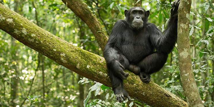 Budongo Forest – Travel Guide, Map & More!