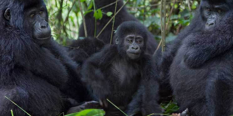 Bwindi Impenetrable Photos – Images & Pictures