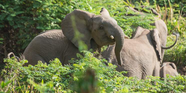 Chebera-Churchura National Park – Best Time To Visit, Wildlife & More!