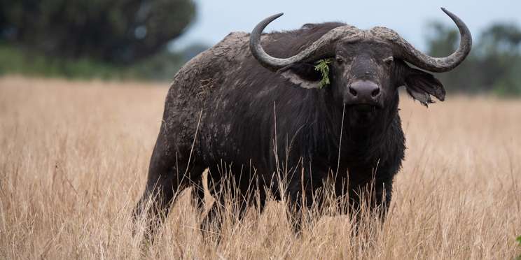 Gilé National Park – Best Time to Visit, Wildlife & More!