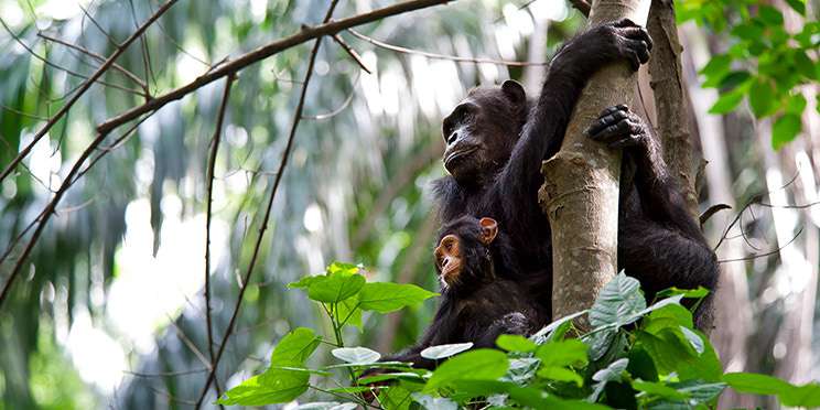 Gombe Animals – Wildlife in Gombe National Park