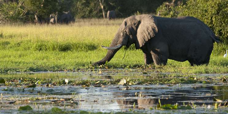 Gorongosa National Park – Travel Guide, Map & More!