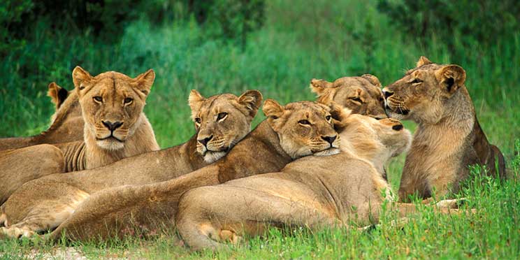 Hwange National Park – Travel Guide, Map & More!