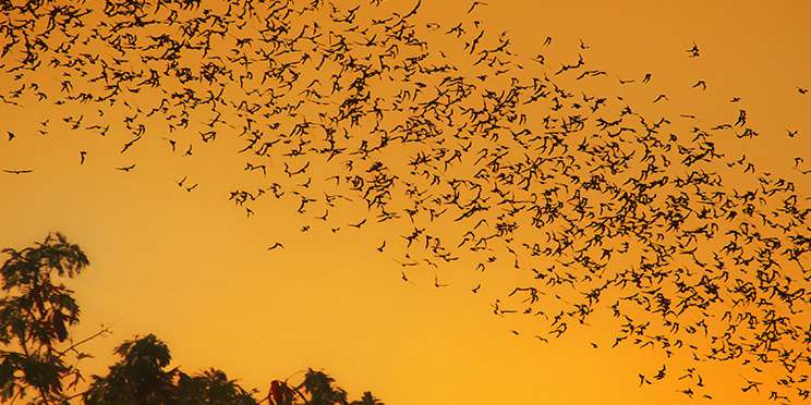 Kasanka National Park – Travel Guide, Map & More!