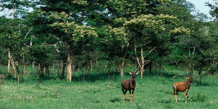 Katonga Wildlife Reserve – Best Time to Visit, Wildlife & More!