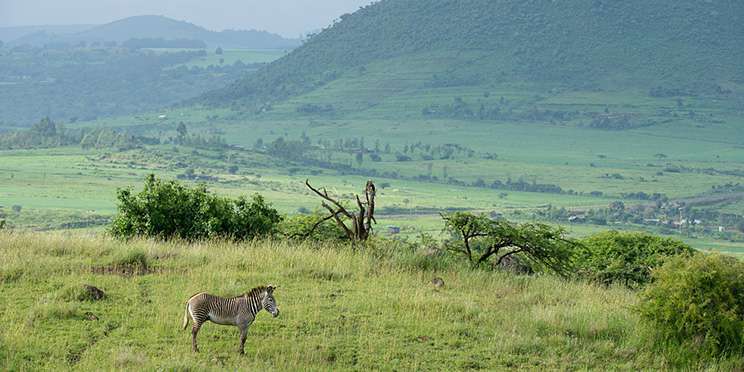 Lewa Wildlife Conservancy – Travel Guide, Map & More!