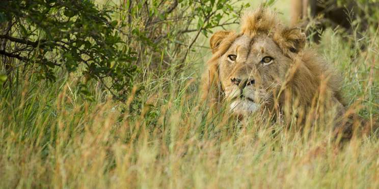 Limpopo Animals – Wildlife in Limpopo National Park