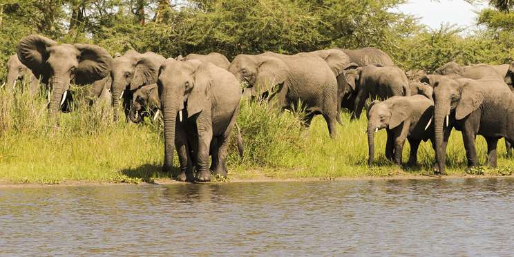 Liwonde National Park – Travel Guide, Map & More!