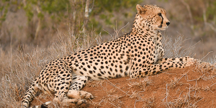 Loisaba Conservancy – Best Time to Visit, Wildlife & More!