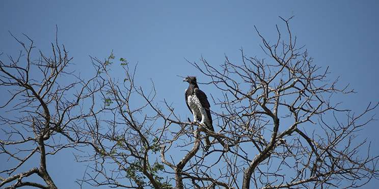 Londolozi Map – Detailed Map of Londolozi Private Game Reserve