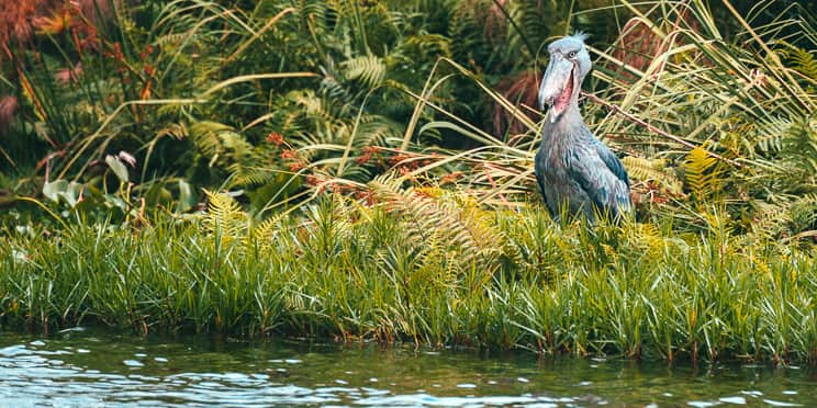 Mabamba Swamp – Best Time to Visit, Wildlife & More!