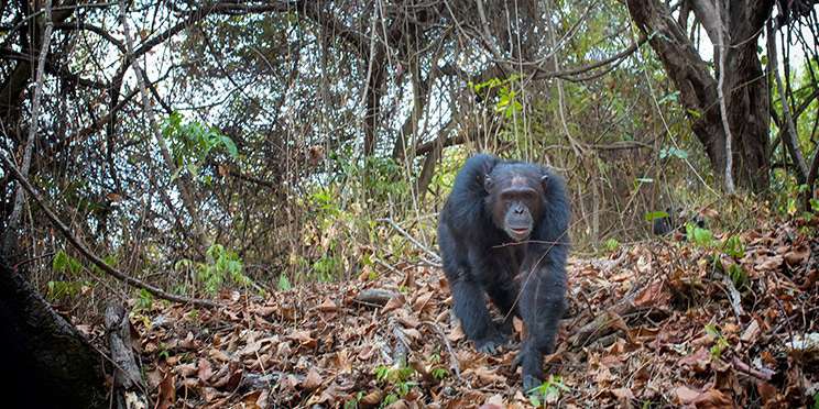 Mahale Mountains National Park – Travel Guide, Map & More!