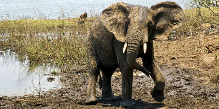 Majete Wildlife Reserve – Travel Guide, Map & More!