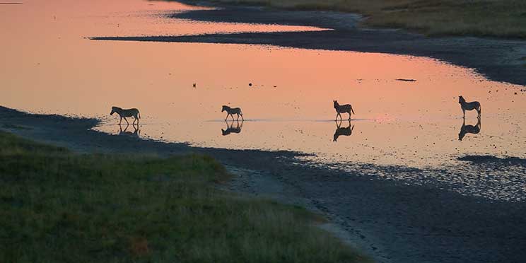 Makgadikgadi Pans National Park – Travel Guide, Map & More!