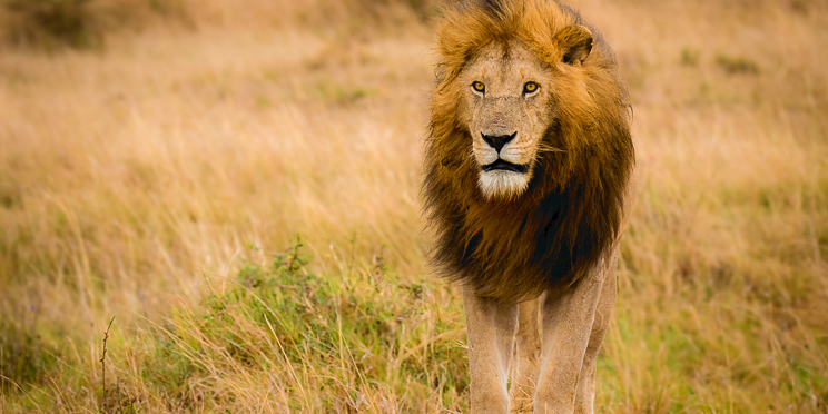 Mara North Conservancy – Best Time to Visit, Wildlife & More!