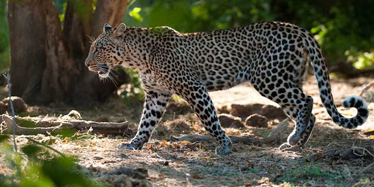 Mashatu Game Reserve – Travel Guide, Map & More!