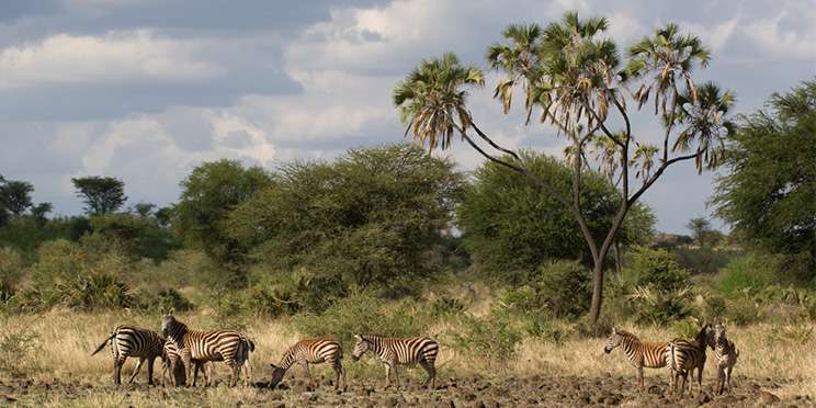 Meru Map – Detailed Map of Meru National Park