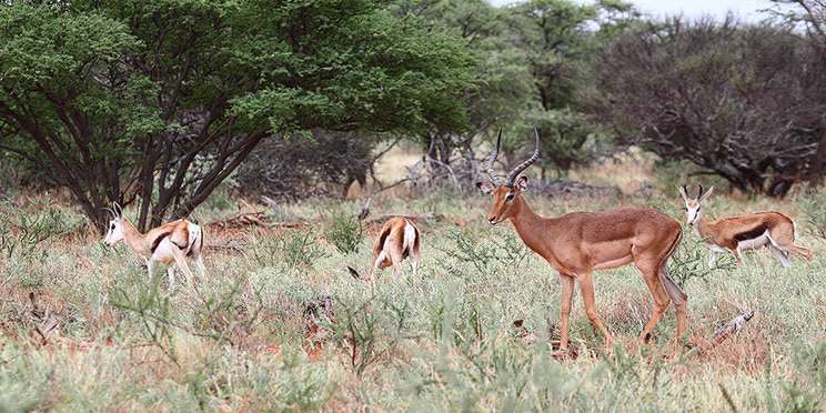 Mokala National Park – Travel Guide, Map & More!