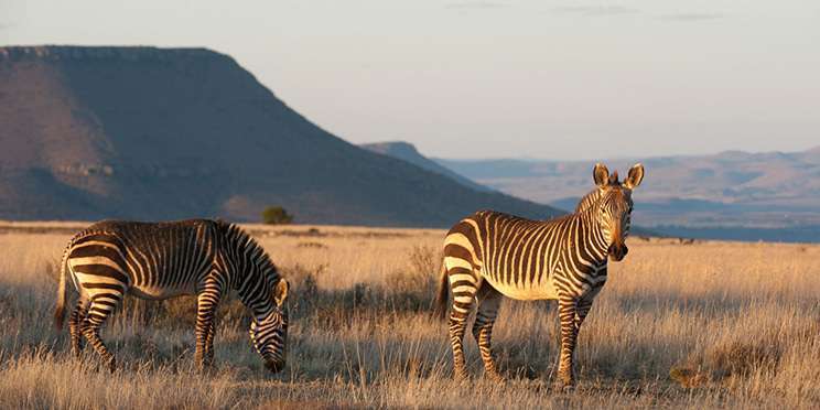 Mountain Zebra National Park – Travel Guide, Map & More!