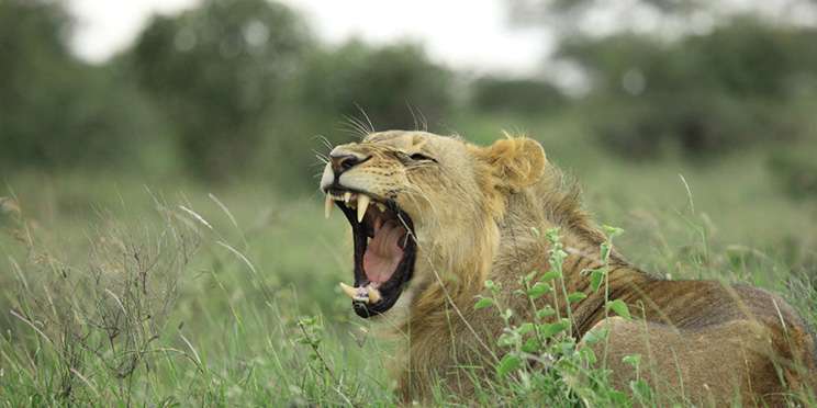 Nairobi NP Animals – Wildlife in Nairobi National Park