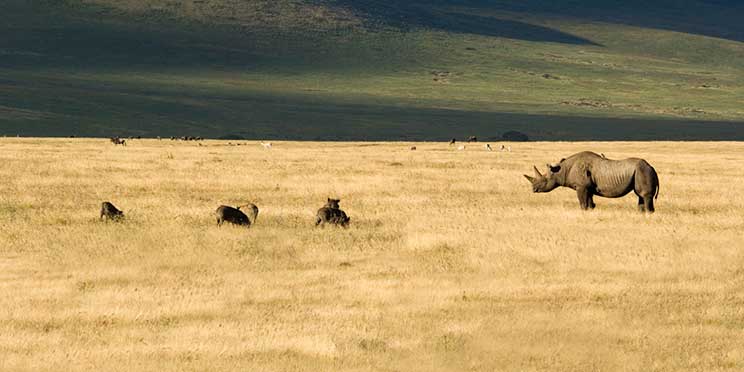 Ngorongoro Crater Animals – Wildlife in Ngorongoro Crater