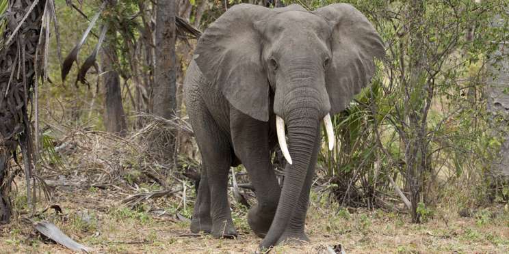 Niassa Special Reserve – Travel Guide, Map & More!