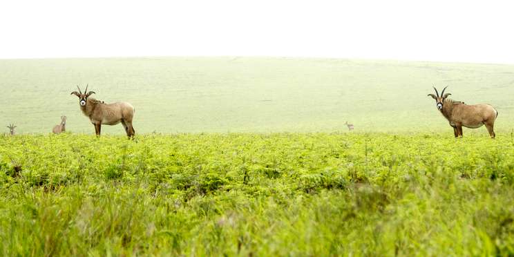 Nyika National Park – Travel Guide, Map & More!