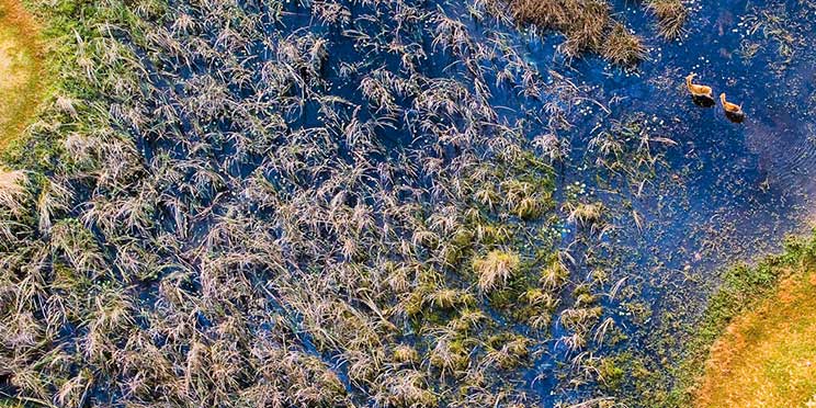 Best Time To Visit Okavango Delta (Month by Month)