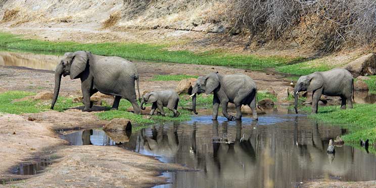 Ruaha National Park – Travel Guide, Map & More!