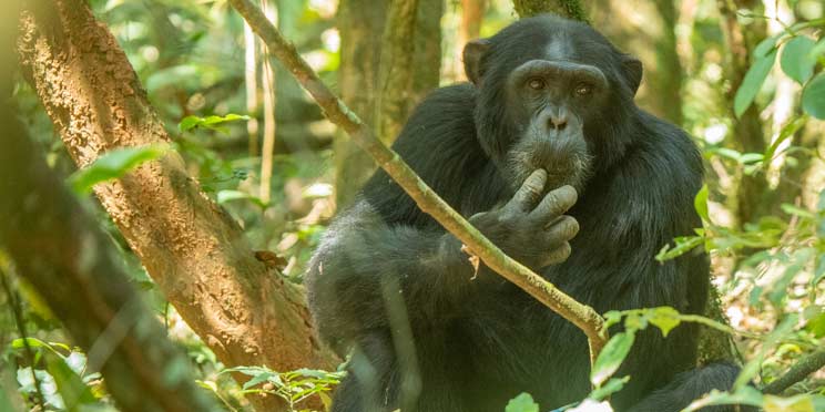 Rubondo Island National Park – Travel Guide, Map & More!