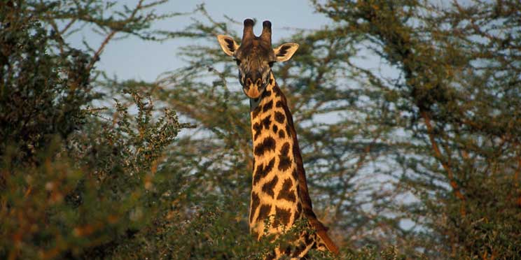 Saadani National Park – Travel Guide, Map & More!