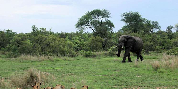 Sabi Sabi Map – Detailed Map of Sabi Sabi Private Game Reserve