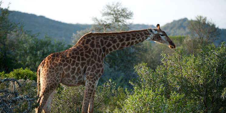 Shamwari Private Game Reserve – Travel Guide, Map & More!