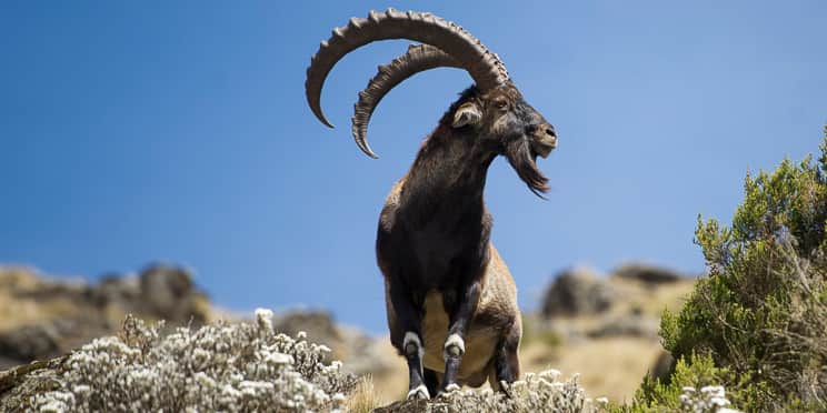 Simien Mountains National Park – Travel Guide, Map & More!