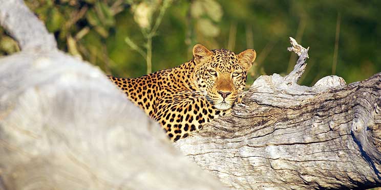 South Luangwa Map – Detailed map of South Luangwa National Park