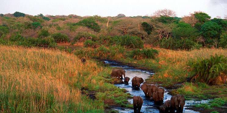 Tembe Elephant Park Travel Guide Map And More